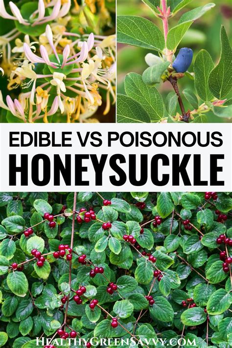 Poisonous Vs Edible Honeysuckle What To Know Before You Forage