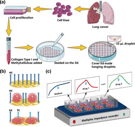 A The Processes From Tumor Derived Cells To Spheroid Formation