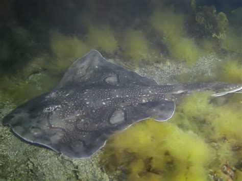 Use Undulate In A Sentence