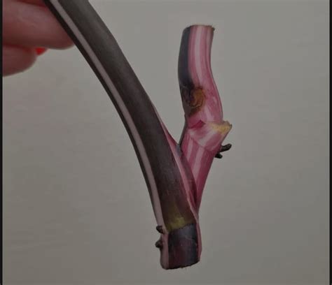 Just Got This Philo Red Anderson For £20 Just Checking It Is