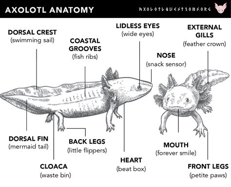 Resources Axolotl Questions —
