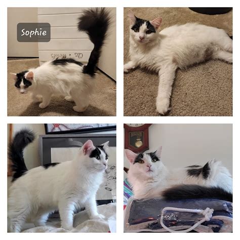 Sophie Ks Kitten Rescue