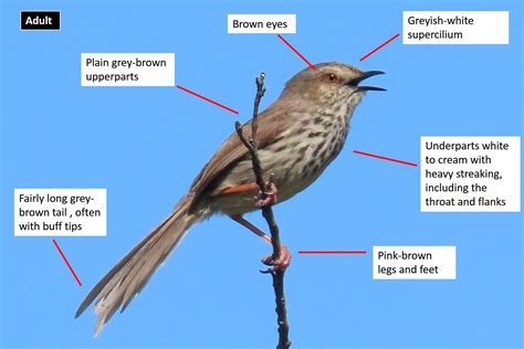 Karoo Prinia Prinia Maculosa Bdi