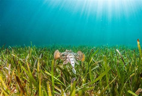 An Overlooked Ecosystem Seagrass Meadows Synchronicity Earth
