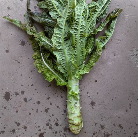 Purple Sword Celtuce Meuse Farm