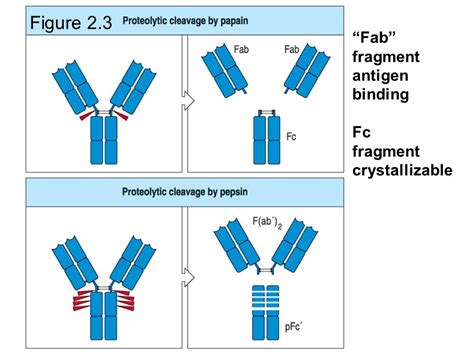 Lecture 4 Antibodies Discovery Of Antibodies Specificity Variability Ppt Video Online Download