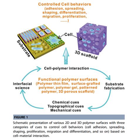 The Power Of Functional Polymer Surfaces In Controlling Cell Behaviors Smart Biomaterials And µ
