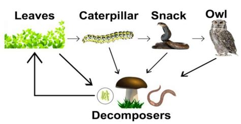 Decomposer Examples Biotic Factors Types Examples And Key Influences