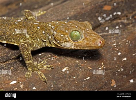 Green Eyed Forest Gecko Gekko Smithi Sukau River Sabah Borneo Stock