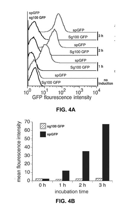 Detection Of Biopolymer Interactions Cancer Cells And Pathogens Using Split Supercharged Gfp
