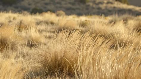 Discuss The Impact Of Invasive Grass Species On Native Ecosystems How Do Nonnative Grasses