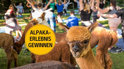 Wir Verlosen 2x2 Yoga Sessions Oder Fondue Abende Inmitten Von Alpakas