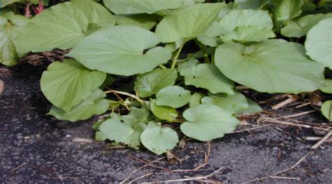Los Asombros De La Yerba Santa