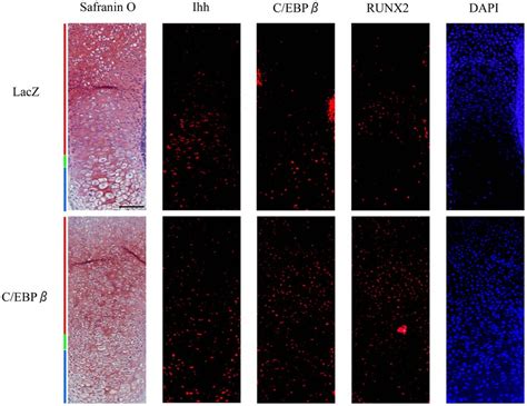 Cebpb Stimulated The Expression Of Ihh In Ex Vivo Organ Cultures Ex
