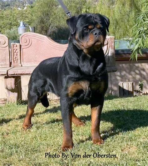 Razor Timit Tor Von Der Obersten Rottweilers Moreno Valley