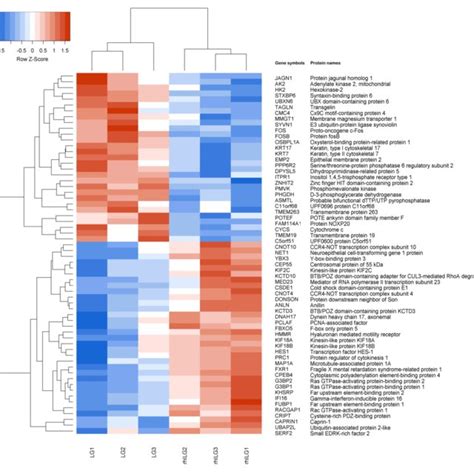 Hierarchical Clustering Of The Differentially Expressed Proteins In Download Scientific