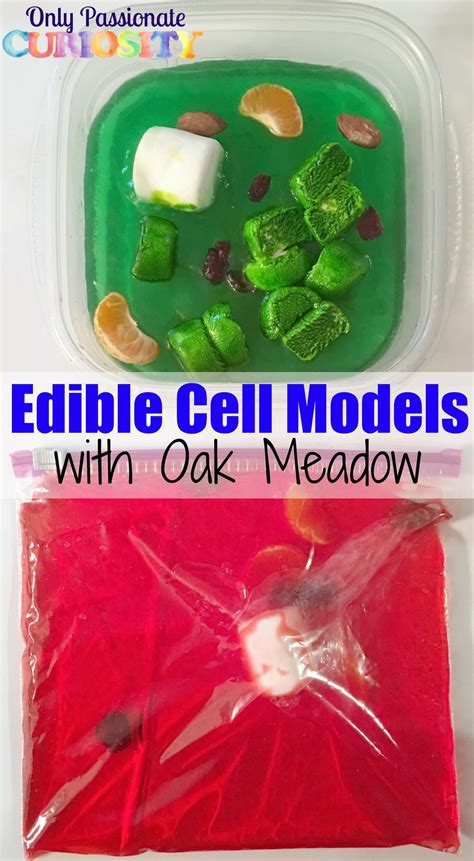 Animal Cell Model Jello