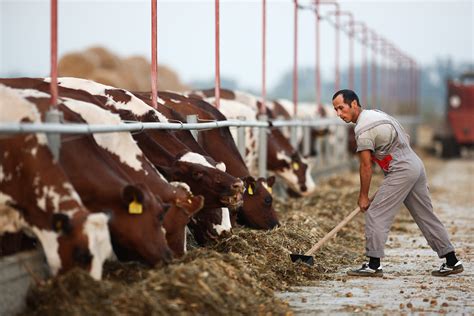 How to open a farm in Russia if you're a foreigner - Russia Beyond