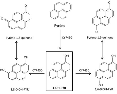 Métabolisme Du Pyrène En 1 Hydroxypyrène 1 Oh Pyr Et Son Oxydation Download Scientific