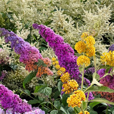 Colorful Butterfly Bush Collection Plant Addicts
