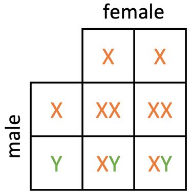 Cell Division And Sex Determin Tion Flashcards Quizlet