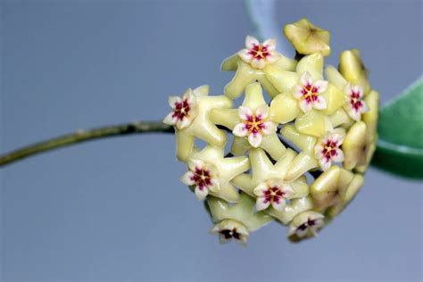Хоя цветы - 70 фото