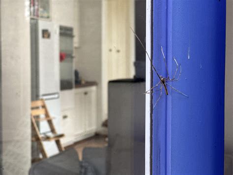 Id Request Sydney Australia Rspiders