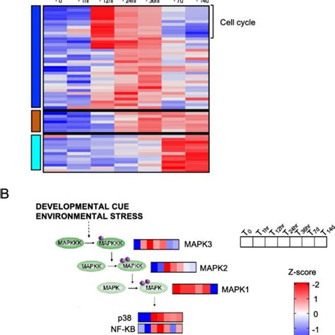 Cell Cycle Cell Differentiation And Mapk Cascade Pathway A Heatmap Of