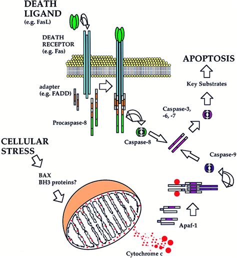 Apoptotic Pathways Cell