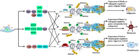 A Variety Of Histone Modifying Enzymes Are Involved In The Dynamic Download Scientific Diagram