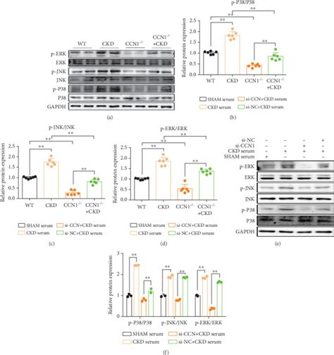 Cysteine Rich Protein 61 Ccn1 Deficiency Alleviated Cardiac