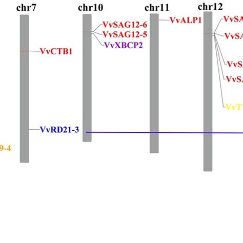 Chromosome Distribution And Tandem And Segmental Duplication Of Download Scientific Diagram