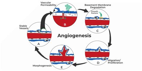 Angiogenesis Geeksforgeeks