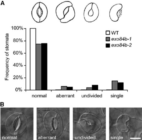 Stomata Morphology In Exo84b Mutants Download Scientific Diagram
