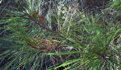 Pine Straw Vs Pine Needles And Common Uses Crate And Basket