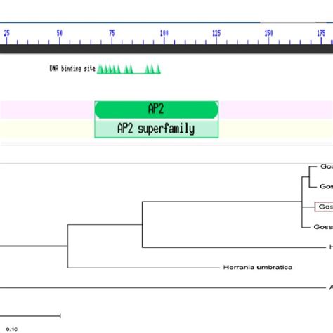Conserved Domain And Phylogenetic Analysis A Prediction Of The Download Scientific Diagram