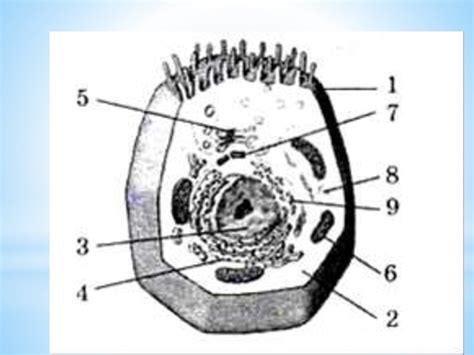 Будова тварин тканини презентация онлайн