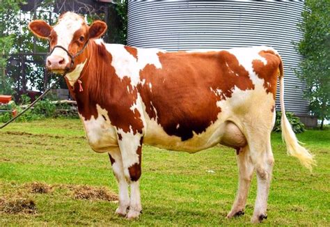 Top 10 Dairy Cow Breeds For Milk Production Kimd Group Of Companies