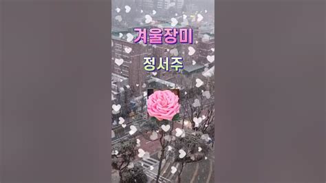 정서주겨울장미미스트롯4라운드 여왕전경연곡🎶응원합니다💥 Youtube