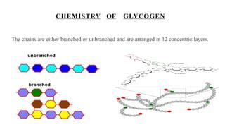 DPT Biochemistry Genetics II Metabolism Of Carbohydrates Metabolism Of Glycogen PPTX