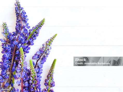 흰색 나무 배경에 파란색 루핀 제품 또는 텍스트에 대한 여유 공간입니다 플로럴 플랫레이 상단 보기 복사 공간이 있는 꽃 프레임 또는 테두리입니다 필드 루핀에 대한 스톡 사진