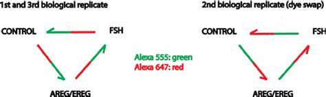 Design Of Hybridization Scheme Of Microarray Experiment Each Arrow