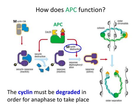 Ppt Apc Anaphase Promoting Complex Powerpoint Presentation Free Download Id 629856