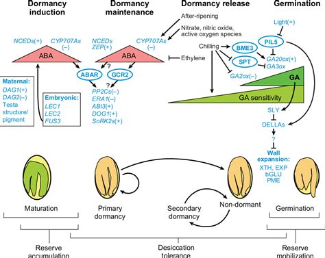 Pdf Molecular Aspects Of Seed Dormancy Semantic Scholar