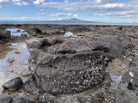 Takapuna Beach Home To Ancient Fossilised Forest Ourauckland