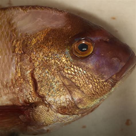 Madai Japanese Snapper Dry Aging Prep Enhance Flavor And Texture For