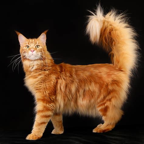Are Maine Coon Cats Orange At Harry Richey Blog