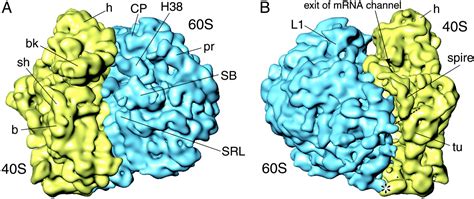 80s Ribosome Structure