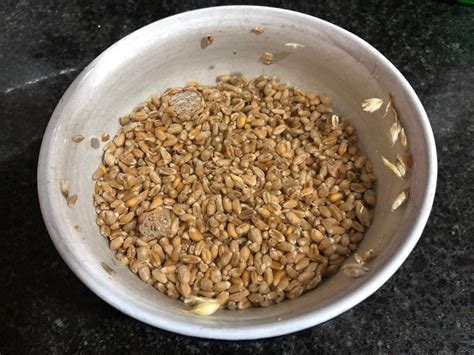 Growing Wheatgrass Trays — Westleys World