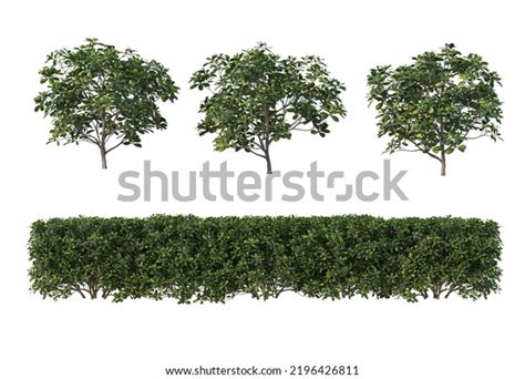 3d Render Shrub On White Background Stock Illustration 2196426811